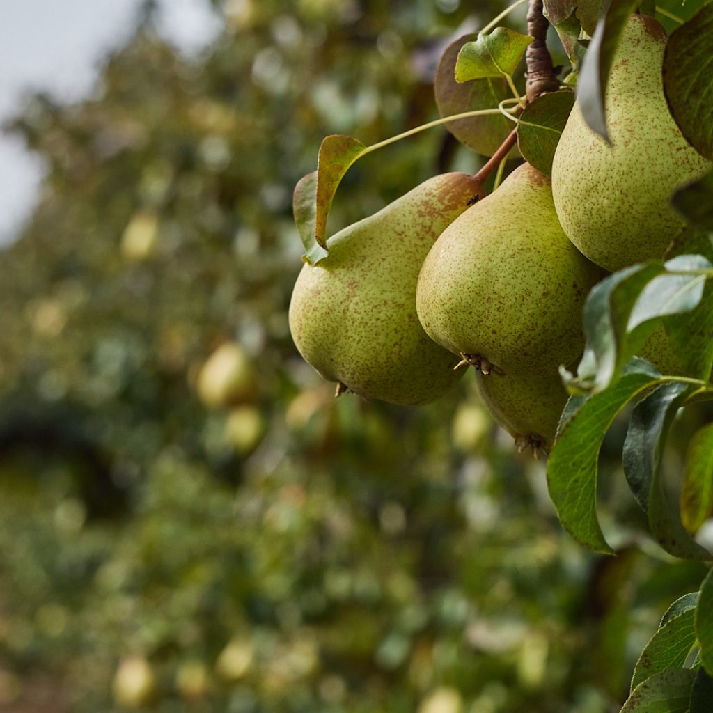 Interpera: discover the best for your pears! - Fruit Control Equipments